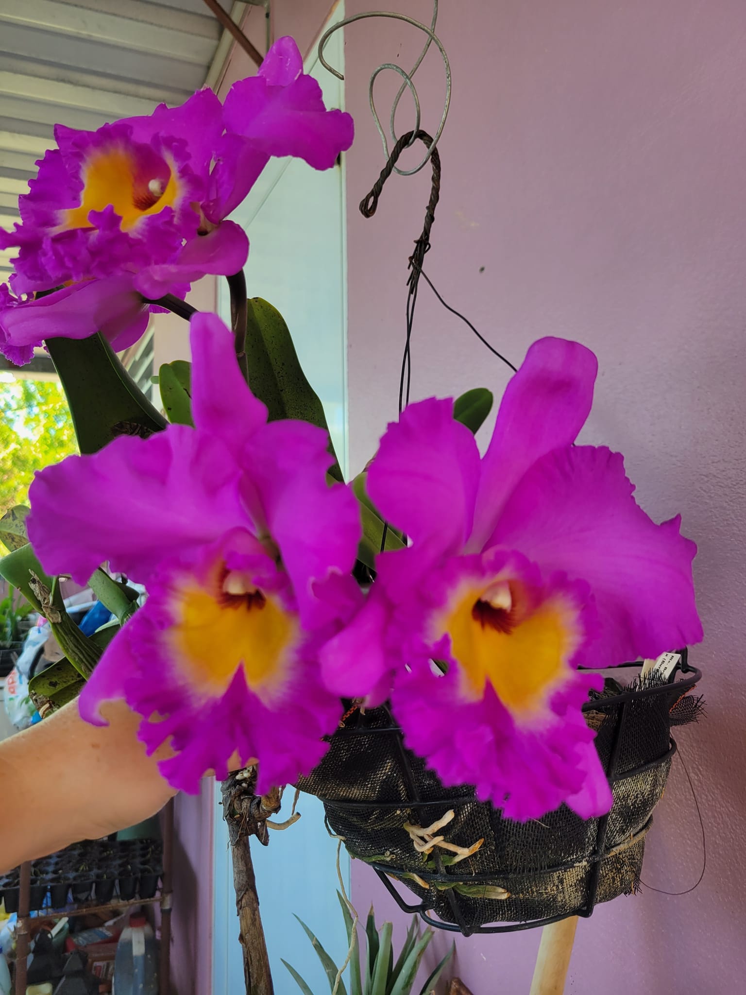 In Sheath! Rlc. Volcano Empress 'Volcano Queen', sweet fragrance ...